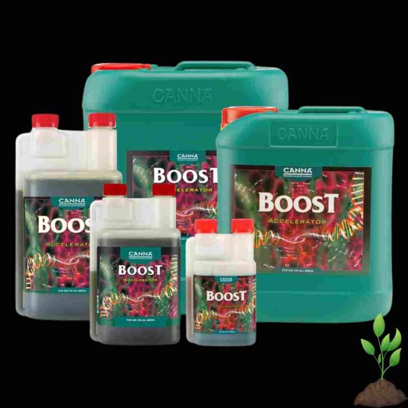 Hanfstecklinge kaufen | Premium Cannabis Stecklinge 🥦